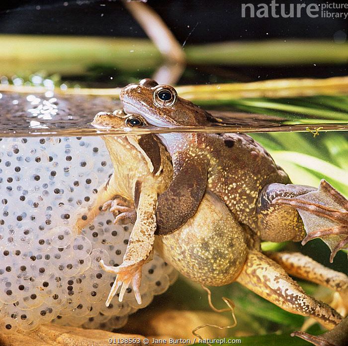 Stock photo of Common Frogs (Rana temporaria) in amplexus prior to ...
