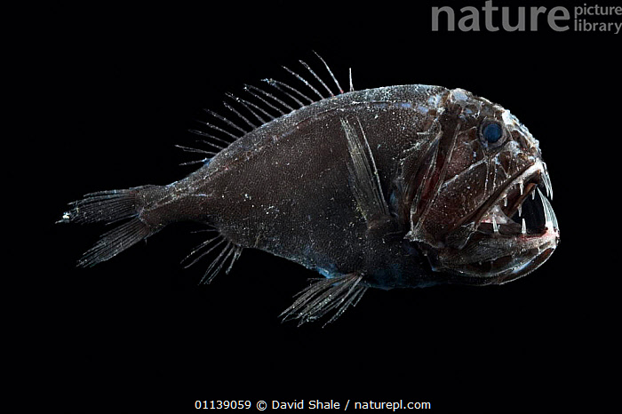 Stock photo of Fangtooth, bathypelagic fish (Anoplogaster cornuta ...