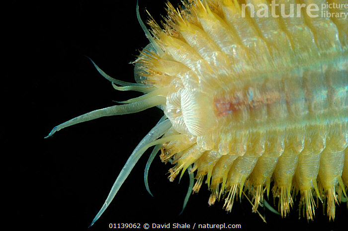 Stock photo of Polychaete worm, (Aphroditidae) from mid atlantic ridge ...