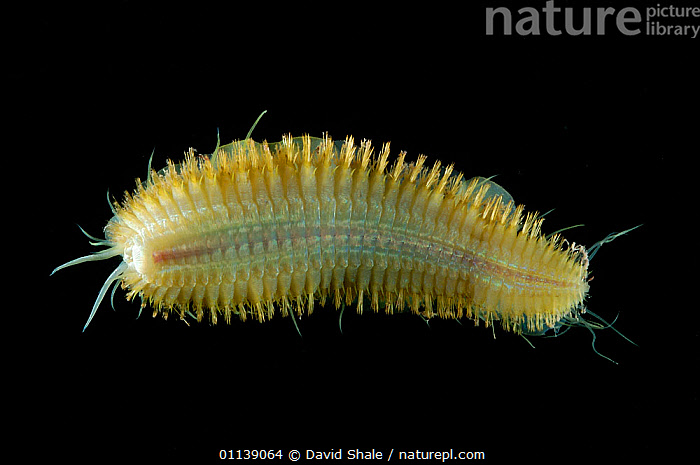 Stock photo of Polychaete worm, (Aphroditidae) from mid atlantic ridge ...