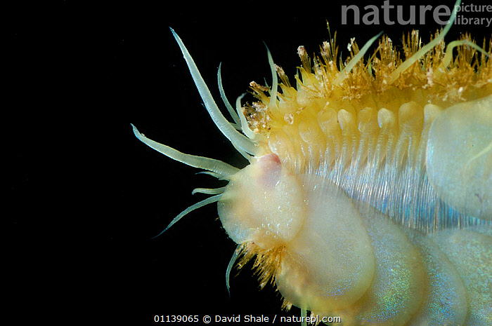 Stock photo of Polychaete worm, (Aphroditidae) from mid atlantic ridge ...