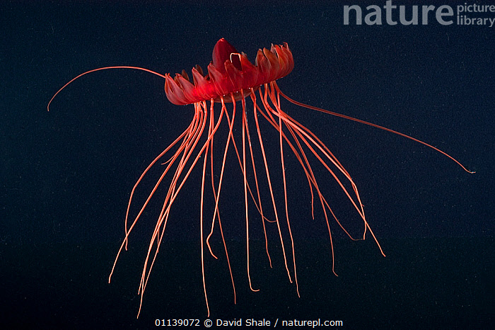 Stock photo of (Atolla sp) a deep sea medusa, deep sea Atlantic ocean ...