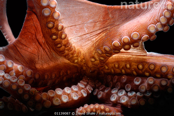 Stock photo of Deepsea octopus (Benthoctopus sp) mantle showing suckers ...