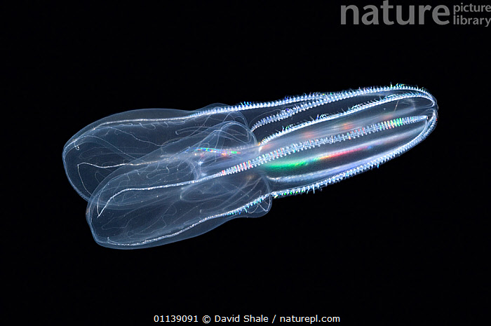 Stock photo of (Bolinopsis infundibulum) mesopelagic comb jelly, deep ...