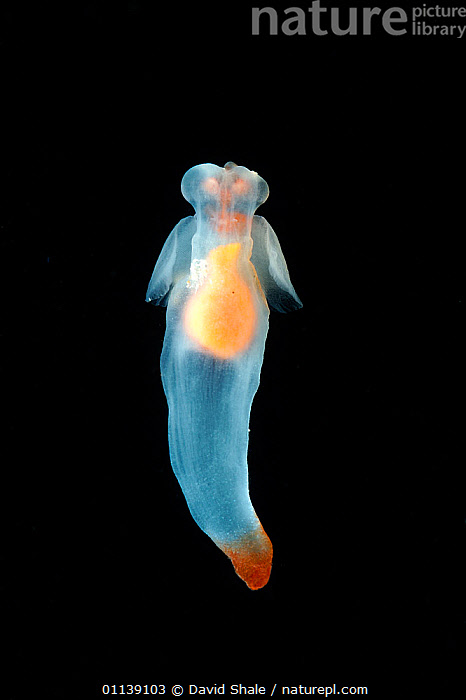 Stock photo of (Cione limacina) sea angel, a pelagic pteropod mollusc ...