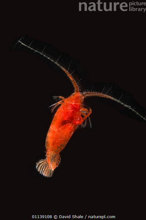 Stock photo of Deep sea copepod (Copepoda), deep sea Atlantic ocean ...