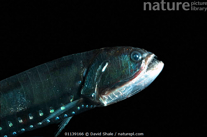 Stock photo of Head and ventral light organs of (Gonostoma sp.), deep ...