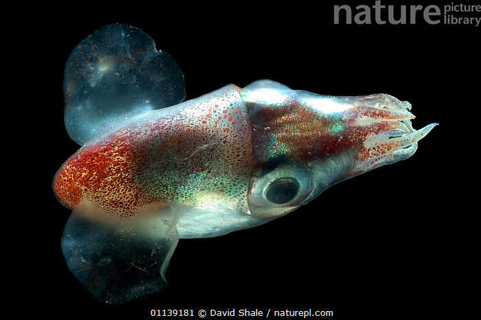 Stock photo of (Heteroteuthis dispar) A small oceanic cuttlefish, deep ...