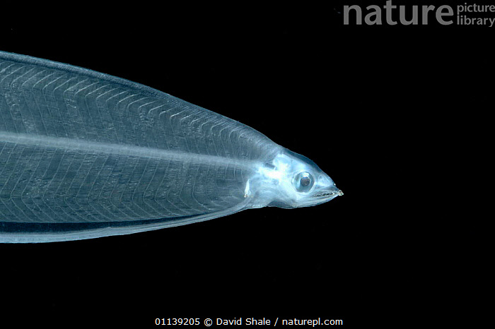Stock photo of Leptocephalus larva. Larval stage of an eel., deep sea ...