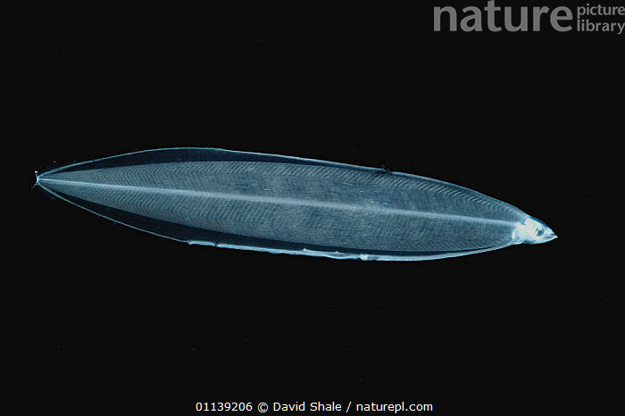 Stock photo of Leptocephalus larva. Larval stage of an eel, deep sea ...