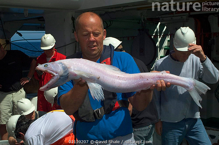 Stock photo of Crewman on RV Sars holding Bathypelagic Lizard fish ...