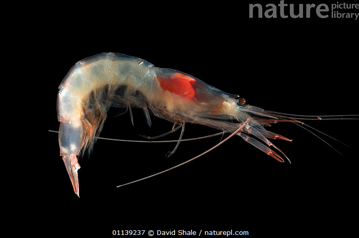 Stock photo of Shrimp (Pasiphaea sp.) pelagic mid-water decapod, deep ...