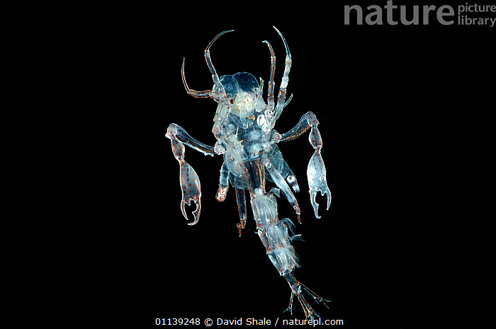Stock photo of Pelagic amphipod (Phronima sp) often associated with ...