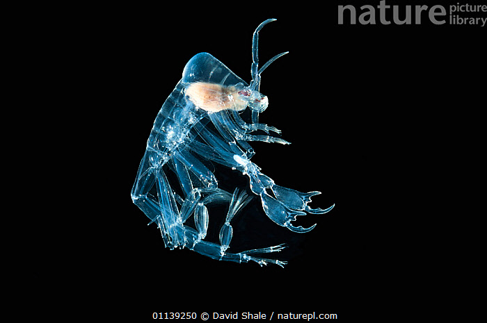 Stock photo of Pelagic amphipod (Phronima sp) often associated with ...