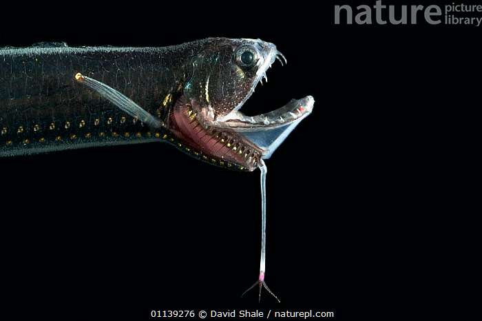 Stock photo of Deepsea fish {Stomias boa} with lure, deep sea Atlantic ...
