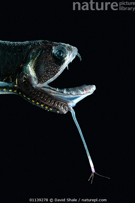 Stock photo of Deepsea fish {Stomias boa} with lure, deep sea Atlantic ...