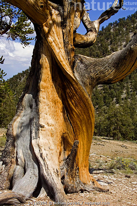 Stock photo of Bristlecone pine tree trunk {Pinus aristata} Inyo county ...