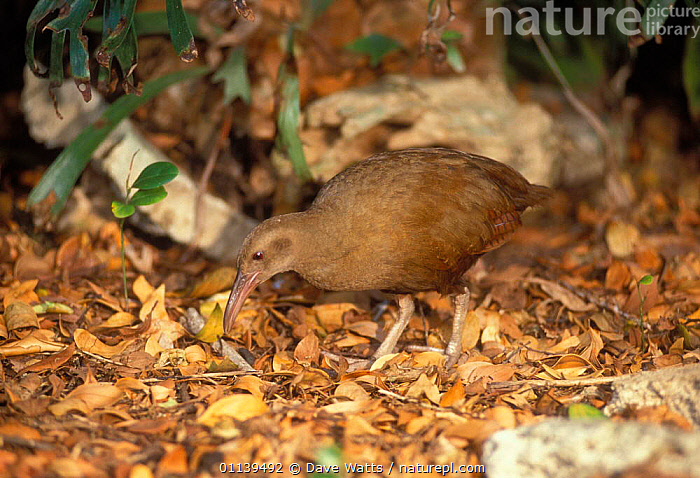 Stock photo of Lord Howe Island Woodhen / Rail (Galliralus sylvestris ...