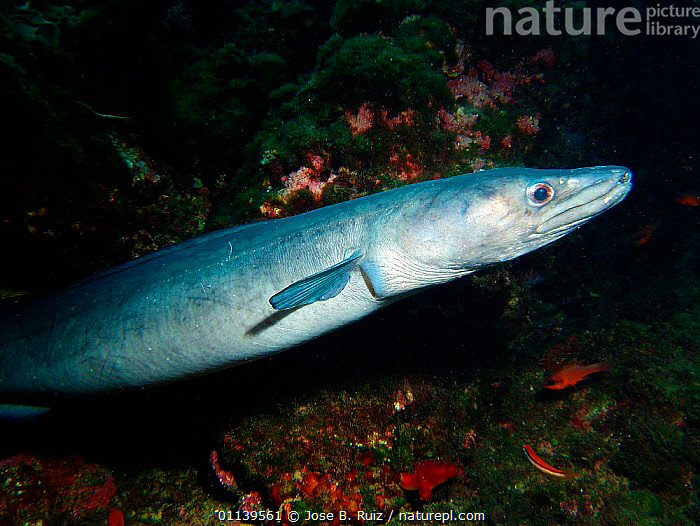 Stock photo of Conger eel {Conger conger} Mediterranean near Atlantic ...