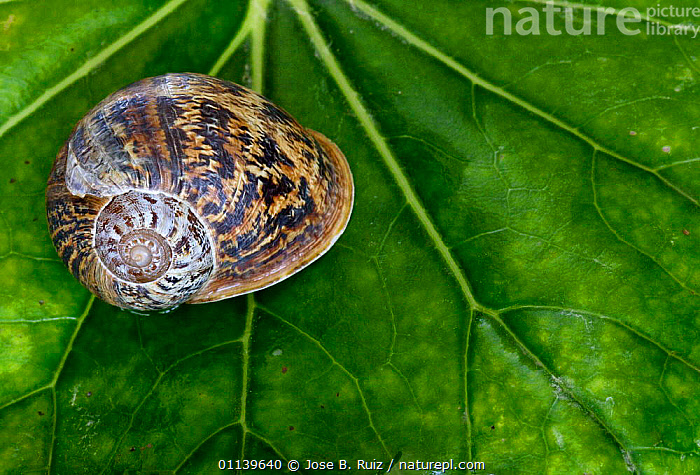 Stock photo of Snail {Helix aspersa} shell on leaf, Spain.. Available ...