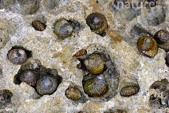 Stock photo of Turbinate monodont snails {Monodonta turbinata} with ...