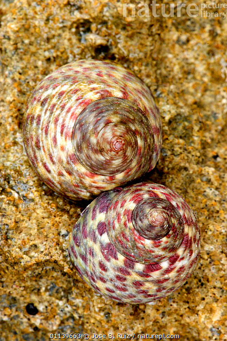 Stock photo of Two Turbinate monodont snails {Monodonta turbinata} on ...