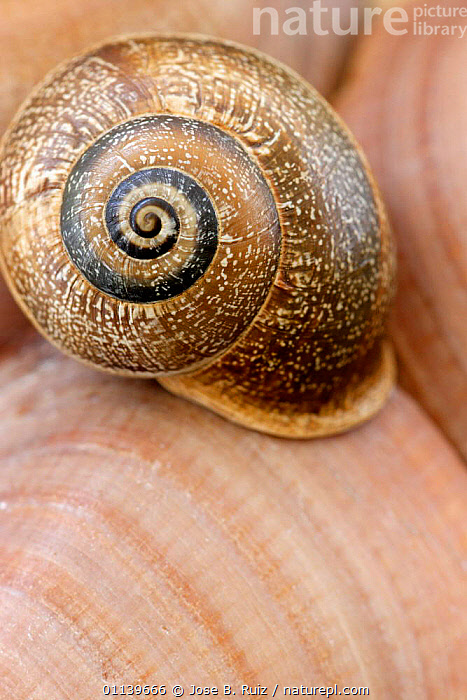 Stock photo of Snail shell {Otala punctata} Spain. Available for sale ...