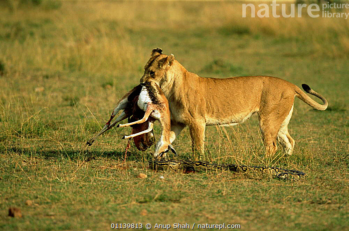 Stock photo of Lion steals Thomson gazelle from Rock Python {Python ...