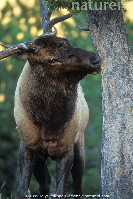 Stock photo of Elk stag {Cervus elaphus} licking tree bark to identify ...