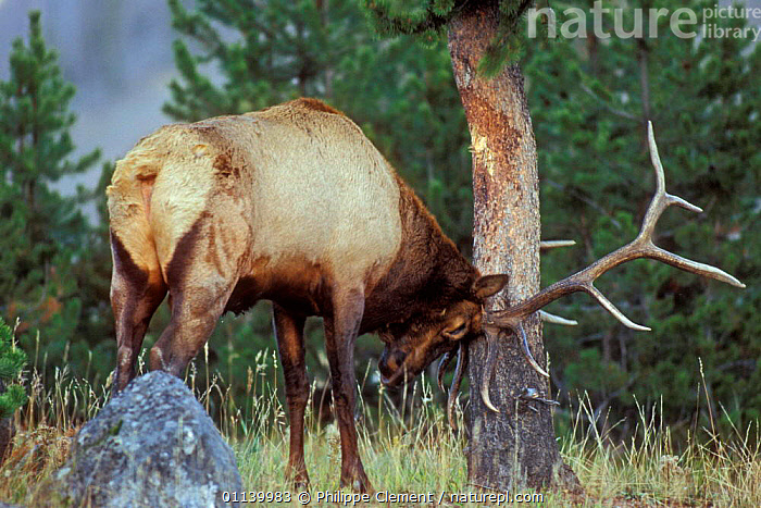Stock photo of Elk stag {Cervus elaphus} rubbing tree bark with glands ...