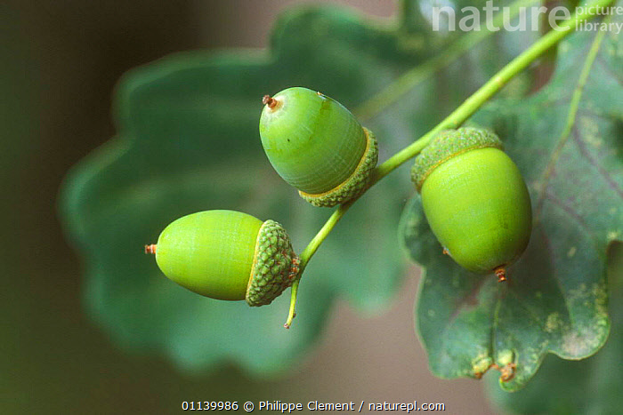 Stock photo of Acorns of English oak tree {Quercus robur} Belgium ...