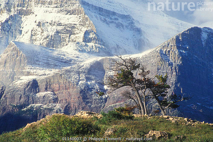 Stock photo of Weather beaten tree and mountain face in the Many ...