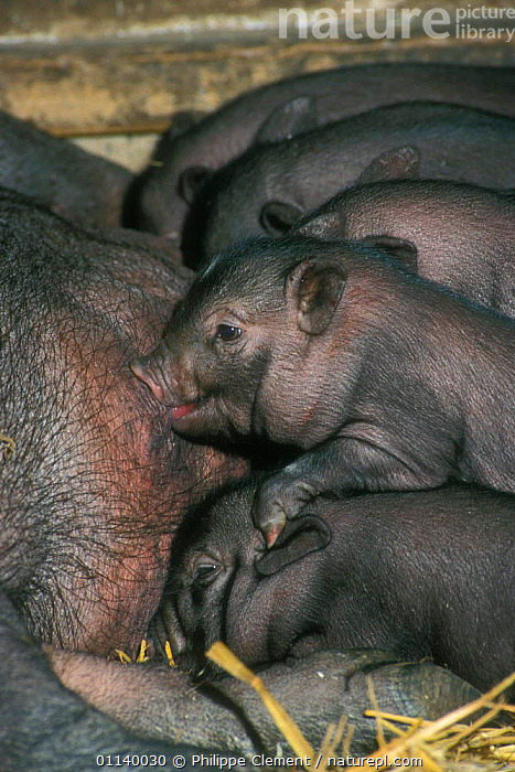 Stock photo of Domestic pig {Sus scrofa domestica} Vietnamese ...