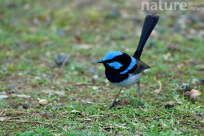 Stock photo of Blue Wren / Superb Fairy Wren {Malurus cyaneus} male ...