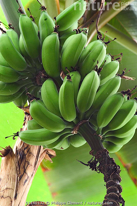 Stock photo of Bunch of Blood Bananas {Musa zebrina} Botanical gardens ...