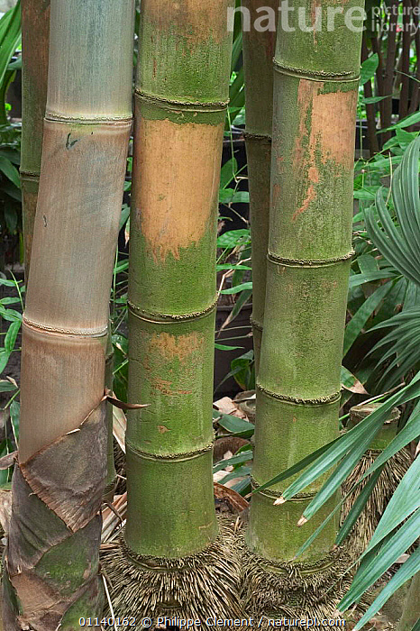 Stock photo of Close-up of Tortoise shell bamboo stems {Phyllostachys ...