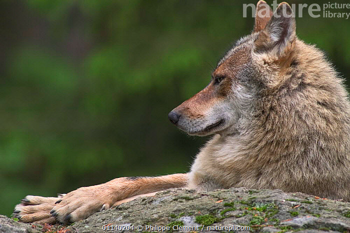 Stock photo of European / Grey wolf {Canis lupus} resting on boulder in ...