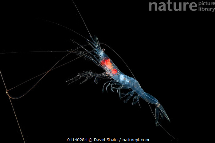 Stock photo of (Sergestes sp) mesopelagic shrimp, deep sea Atlantic ...