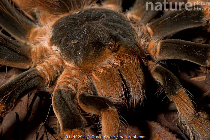 Stock photo of Columbian Giant Red Leg spider (Megaphobema robustum ...