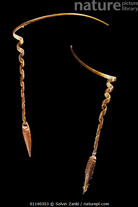 Stock photo of Seeds of Common storksbill (Erodium cicutarium), Europe ...