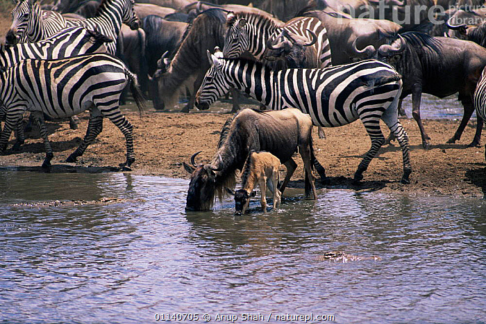 Stock photo of Nile Crocodile {Crocodylus Niloticus} attacking ...