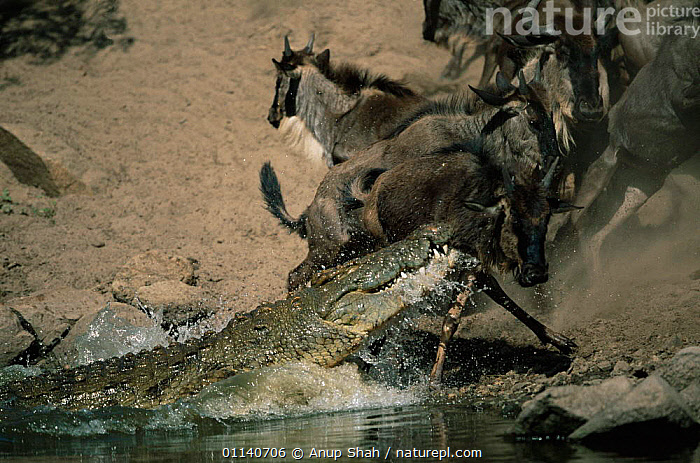 Stock photo of Nile Crocodile {Crocodylus Niloticus} attacking ...