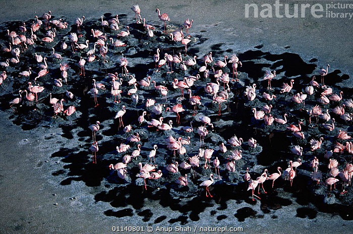 Stock photo of Aerial view of nesting Lesser Flamingos {Phoeniconaias ...