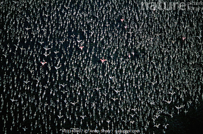 Stock photo of Aerial view of Lesser Flamingo breeding colony ...