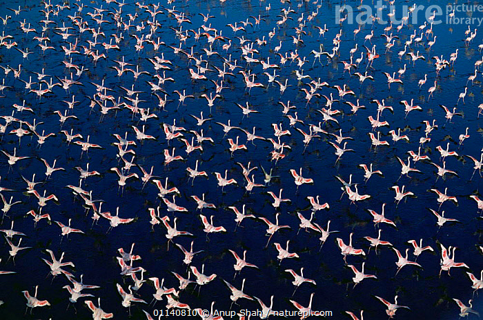 Stock photo of Aerial view of Lesser Flamingos {Phoeniconaias minor ...
