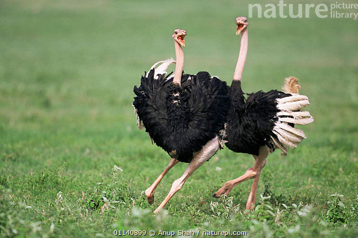 Stock photo of Male Ostriches {Struthio camelus} in dispute, East ...