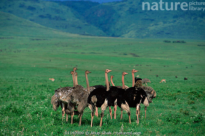 Stock photo of Flock of Ostriches {Struthio camelus} East Africa ...