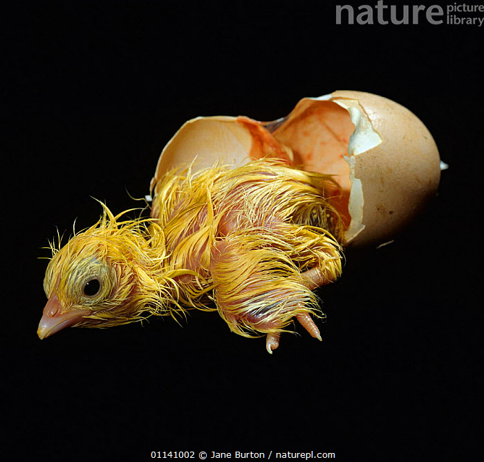 Stock photo of Light Sussex hen chick {Gallus gallus domesticus} birth ...