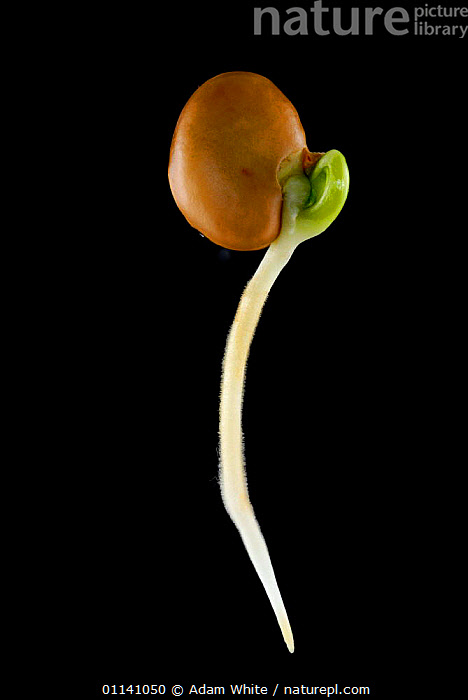 Stock photo of Germinating Broad bean {Vicia faba} developing root and ...