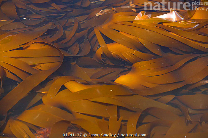 Stock photo of A tangle of Kelp {Laminariales} Kimmeridge Bay, Purbeck ...